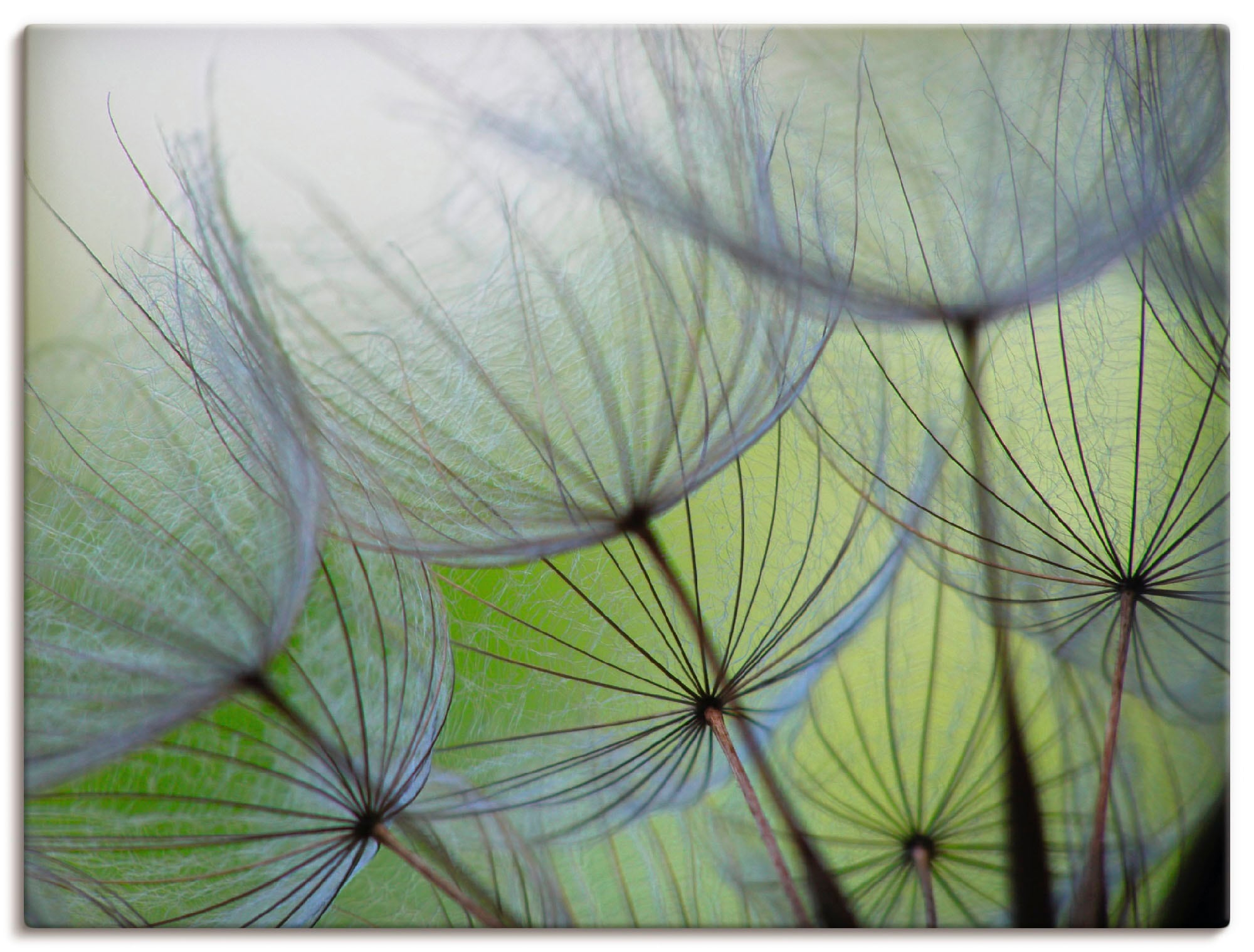 Artland Wandbild »Pusteblumen-Samen II«, Blumen, (1 St.), als ...