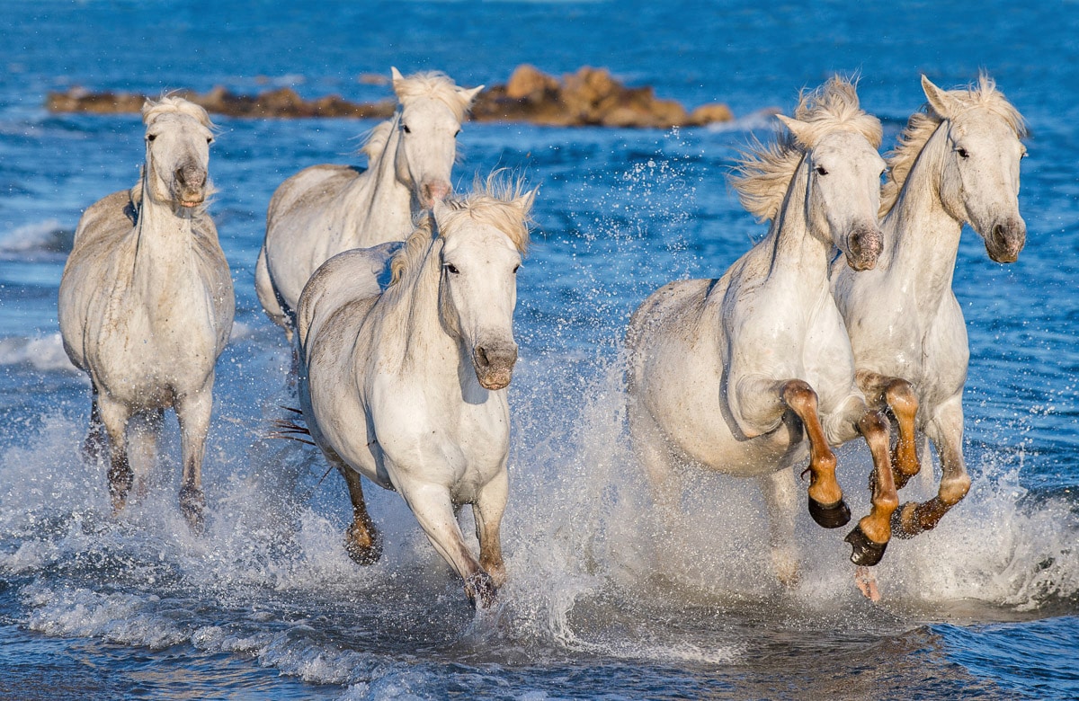 Papermoon Fototapete »PFERDE-CAMARGUE GALLOP STRAND MEER TIERE KÜSTE ...