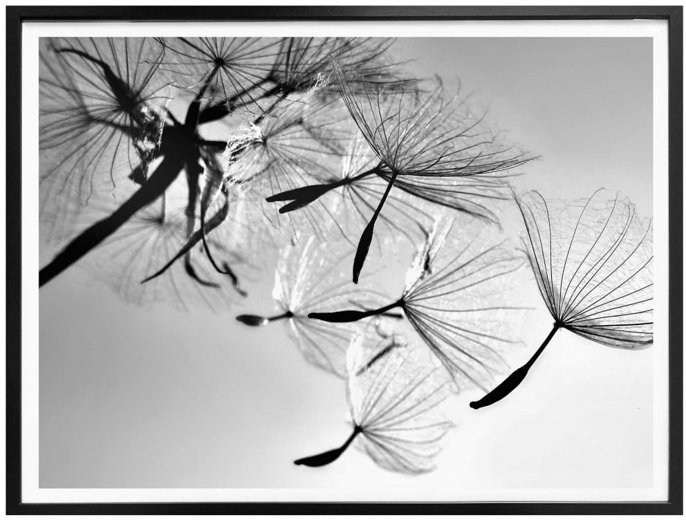 Wall-Art Poster »Pusteblumen Freiheit«, Blumen, (Set, 1 St.), Poster ...